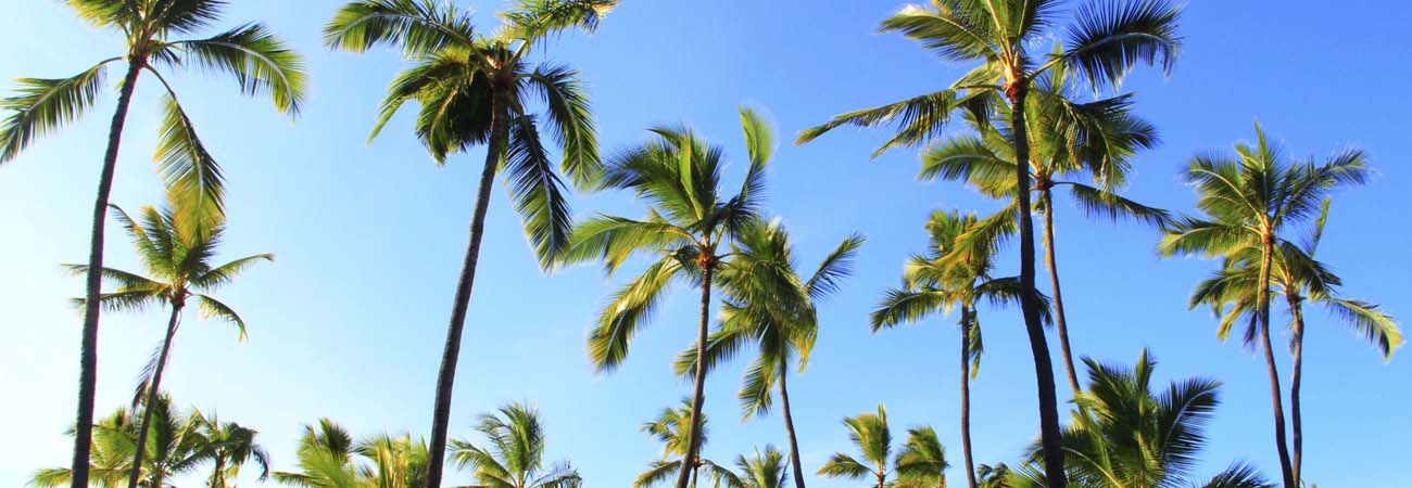 Kauai's Coco Palms Resort to Reopen in 2017 | TravelAge West